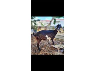 Cabra nubian con boar Puerto Rico