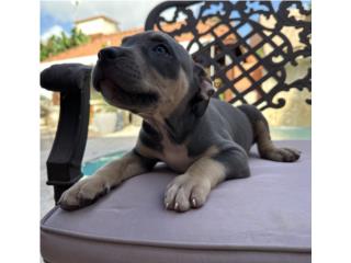 American bully merlec tricolor Puerto Rico