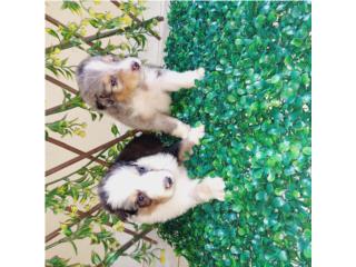 pastor collie lassie nenes tricolor merles Puerto Rico