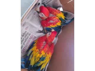 BEBES DE GUACAMAYOS SCARLETS Puerto Rico