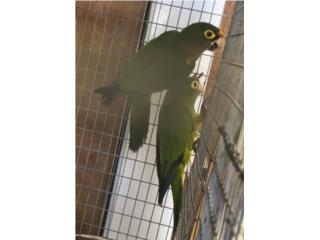 HALF MOON PAREJA Puerto Rico