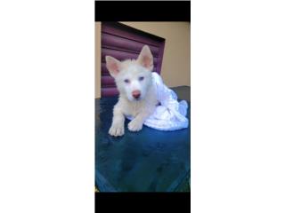Husky blanco big bone Puerto Rico