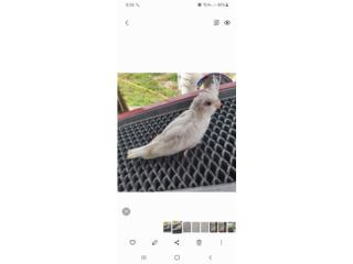 Cocatiel bebe albino Puerto Rico