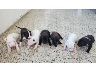 Preciosos pitbull machos son puros Puerto Rico