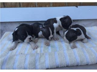 Hermosos Boston terriers Puerto Rico