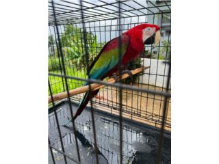 Se vende guacamayo sacarle hembra Puerto Rico