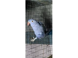 Violeta Ringneck Puerto Rico