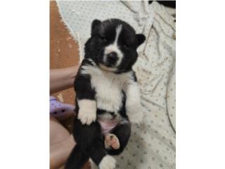 Siberian Husky Puerto Rico