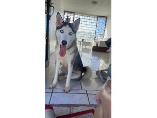 Hembra Husky Puerto Rico
