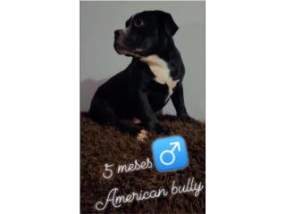 American Bully Macho Puerto Rico