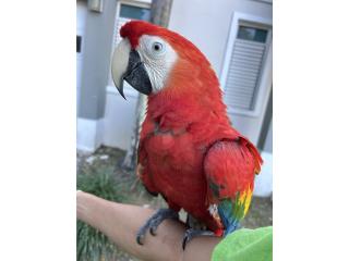 Guacamayo Ruby Puerto Rico