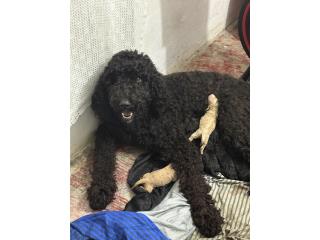 GoldenDoodle Standard F1 Puerto Rico