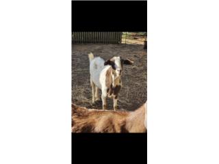 Cabra nubian con boar preñada Puerto Rico