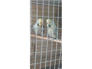 Pericos Grandes Puerto Rico