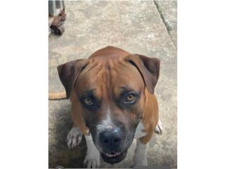 Boxer mix con pitbull Puerto Rico