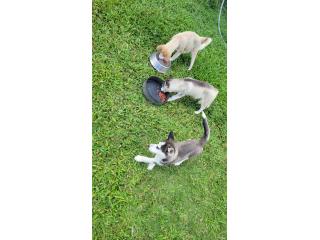 Siberian husky Puerto Rico
