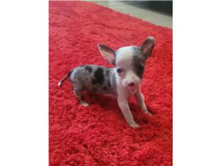 Chihuahua merlin toy machito Puerto Rico