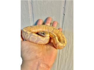 Ball Python Puerto Rico