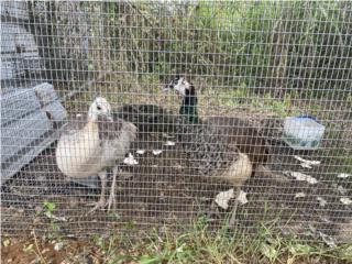 Pavo Real Puerto Rico