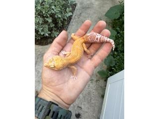 GECKO LEOPARDO Puerto Rico