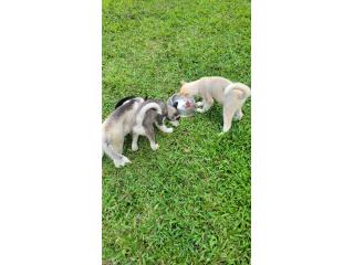 Siberian husky Puerto Rico