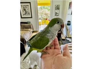 Quaker Verde Puerto Rico