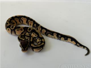 Ball python bebes het pied Puerto Rico
