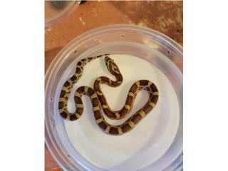 Corn snake Puerto Rico