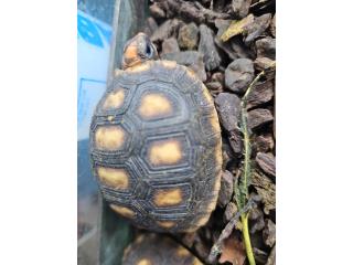 Tortuga Red foot Puerto Rico
