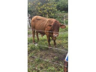 Toro senepol Puerto Rico