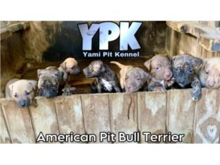 American Pit Bull Terrier Puros Puerto Rico