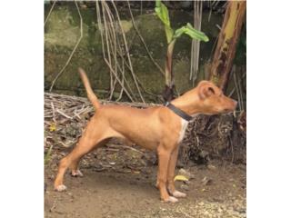 Pitbull hembra pupi Puerto Rico