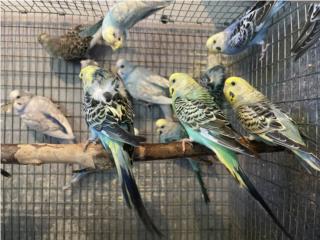 Lote de pericos Puerto Rico