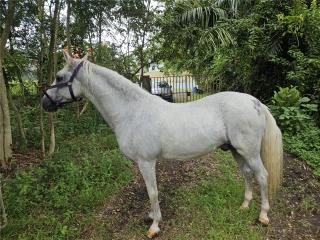 Caballo Puerto Rico