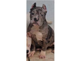 American Bully Pocket Merle Puerto Rico