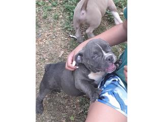 Cachorro American Bully Puerto Rico