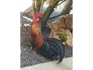Venta ?? Gallo fénix Rubio está en Vega Baja Puerto Rico