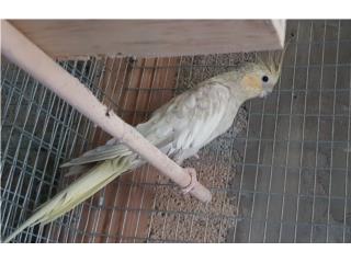 COCKATIEL COCKATIELES ESMERALDA Puerto Rico