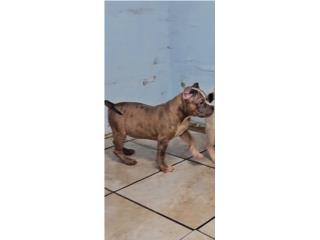 American Bully Pocket Merle Puerto Rico