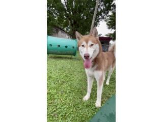 Se regala Husky Puerto Rico