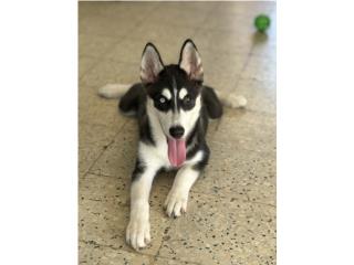 Siberian Husky Blanca & Negra Puerto Rico