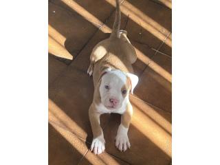 Preciosos puppy pitbull Puerto Rico