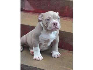 Cachorro American Bully Puerto Rico