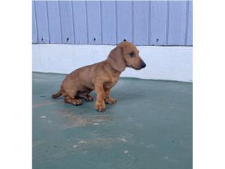 Dachshund Puerto Rico