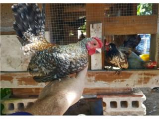 KIRIS BULICO ARCOÍRIS RAINBOW Puerto Rico