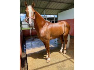 Caballo Puerto Rico