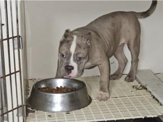 American Bully Pocket Merle Puerto Rico