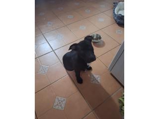 Puppy Pitbull de raza Puerto Rico