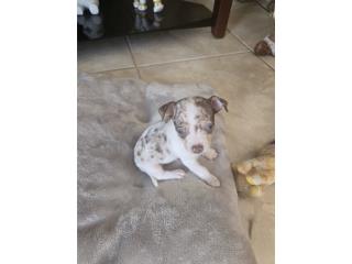 Venta Chihuahua Merle Puerto Rico
