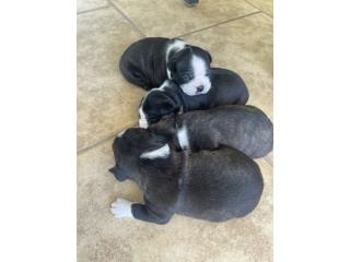 Boston terrier nene Puerto Rico